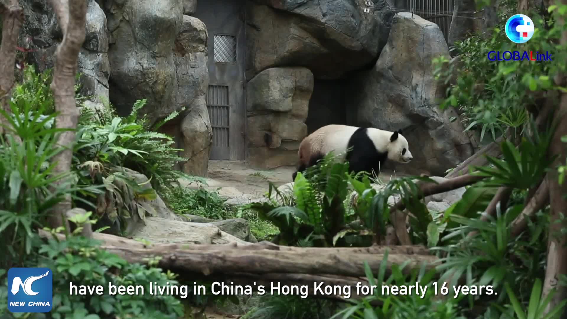 GLOBALink | Giant pandas enjoy colorful life with their "human family ...